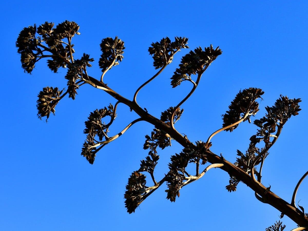 Agave in fiore: tutto quello che c’è da sapere