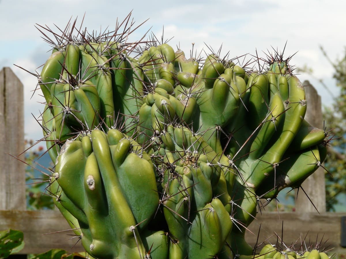 Cereus peruvianus: coltivazione e cura