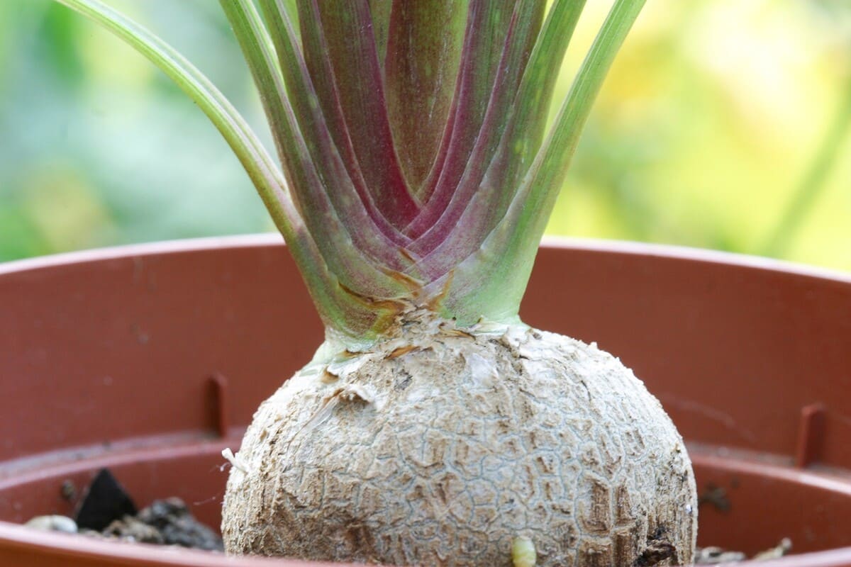Fockea edulis: caratteristiche, coltivazione e cura
